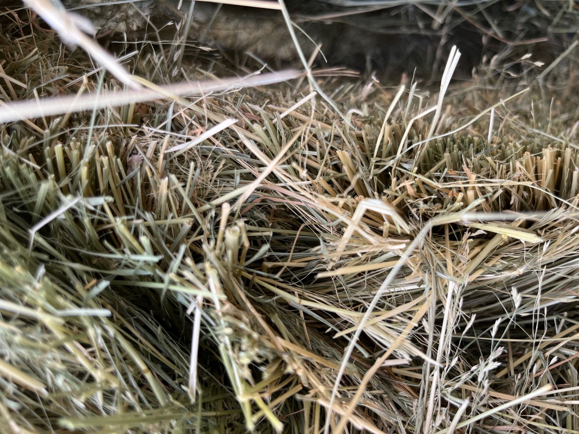 Mandalong Stock Feeds. Teff Hay